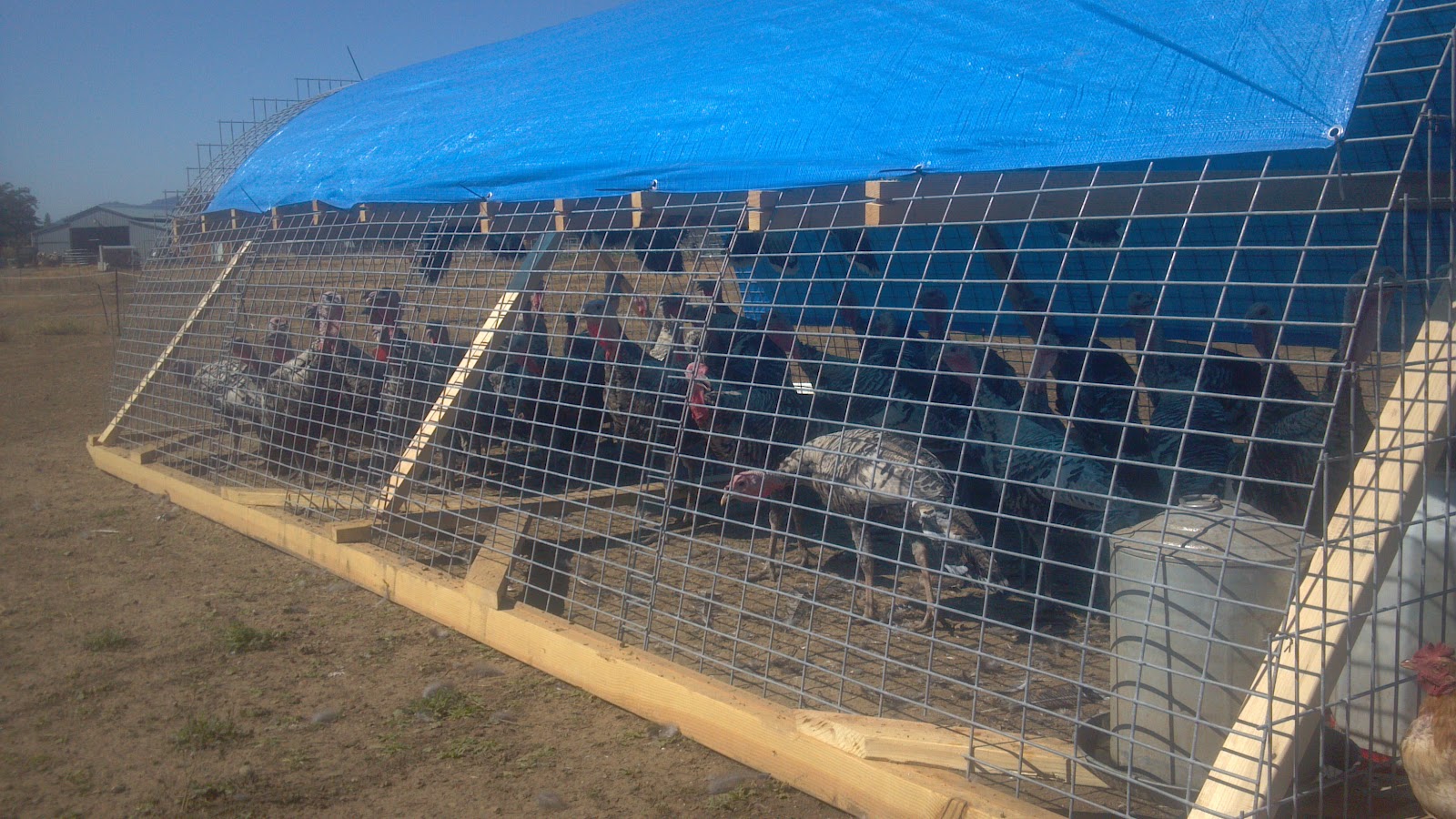 Life With Little Sprouts Farm: Fourth generation turkey coop!